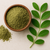 Benefits of Licorice Leaf Extract Powder - Wholesale B2B Bulk Supplier - Medikonda Australia